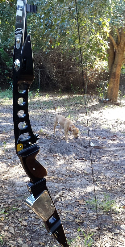 My New 27" Gillo G1 | Archery Talk Forum